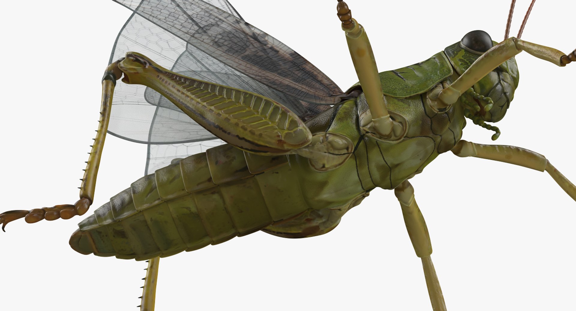 Grasshopper Rigged 3D Model - TurboSquid 1237554