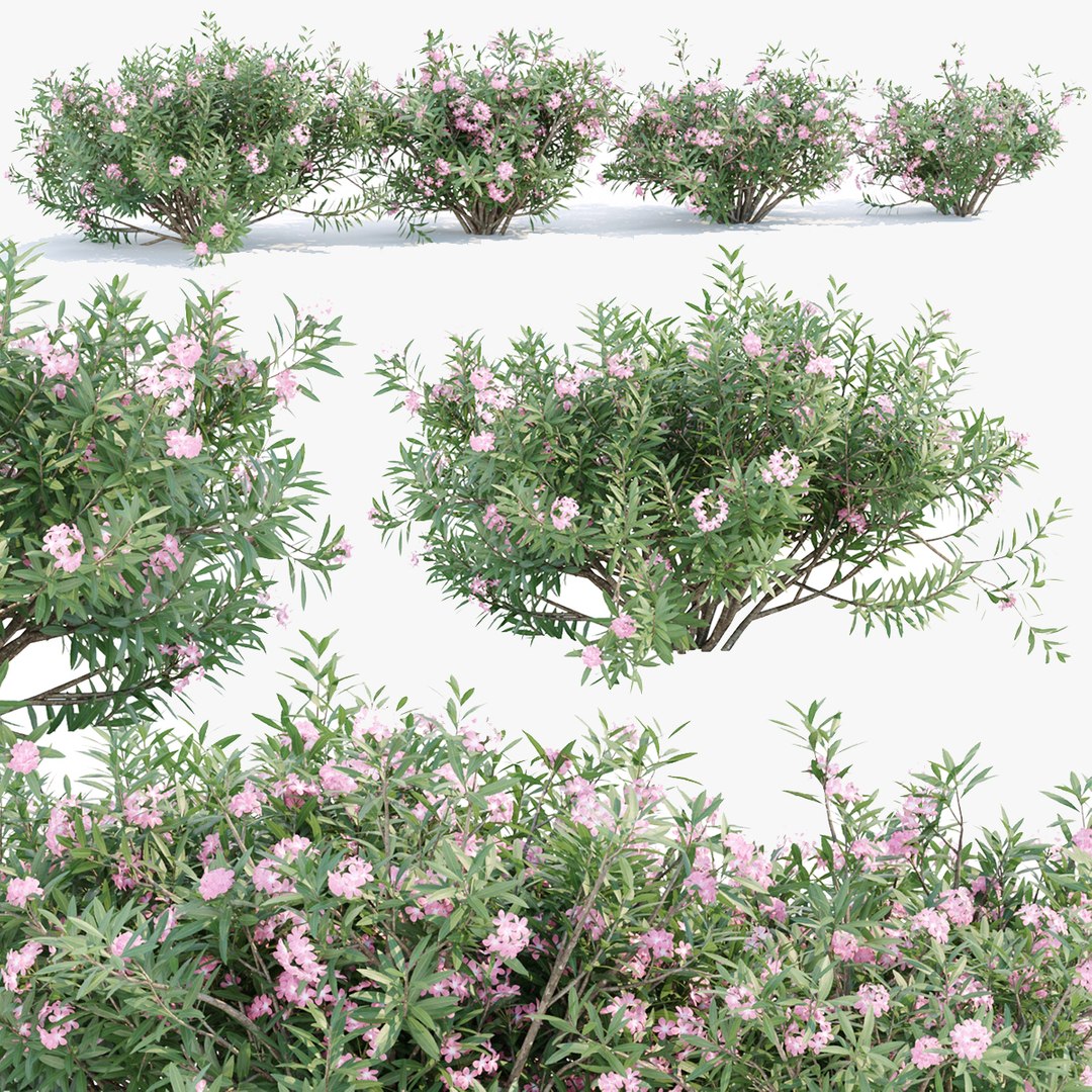 Oleander Collection Vol 166 3D Model - TurboSquid 2000939