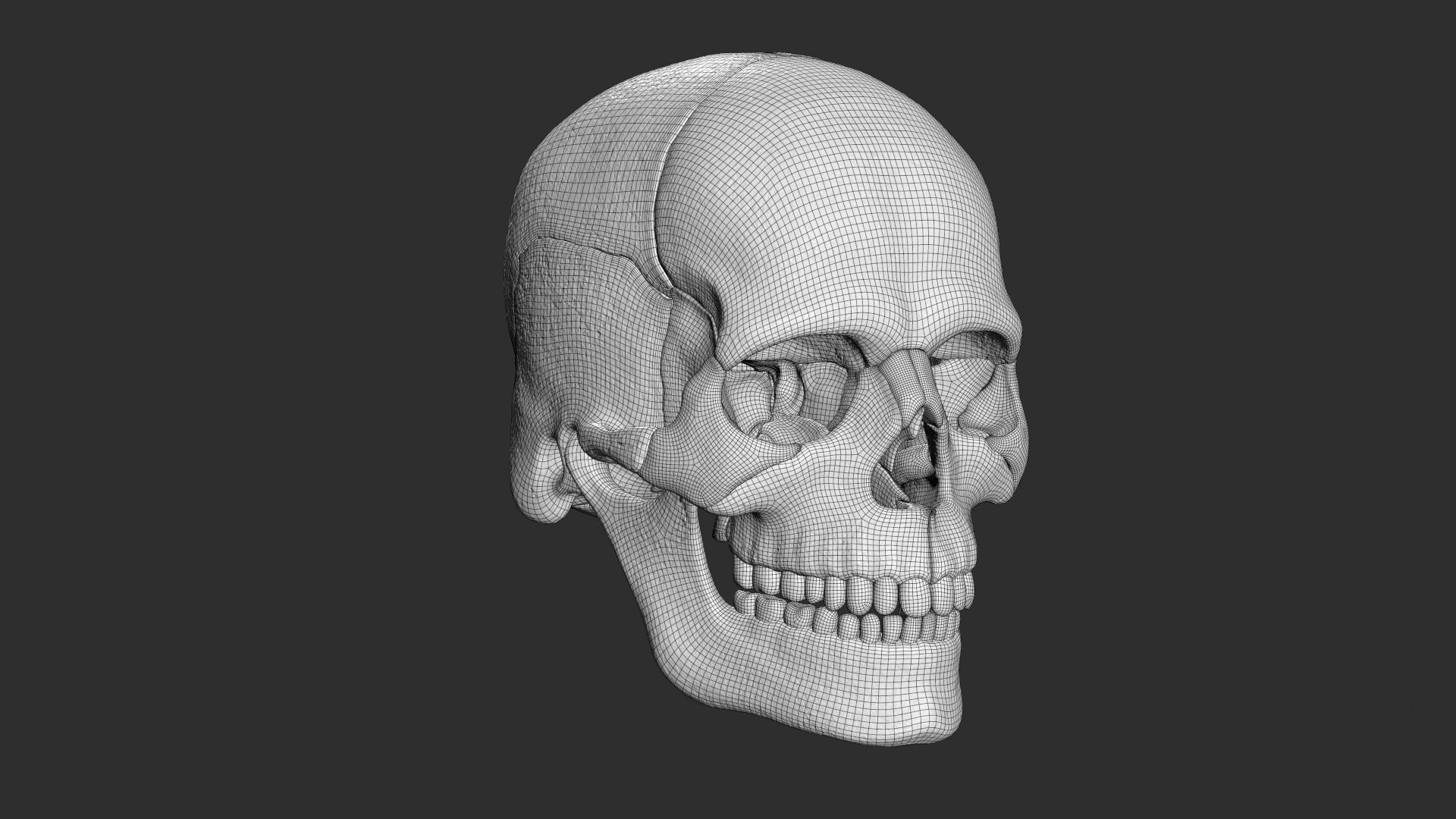 Human Skull 3D Model - TurboSquid 1887082