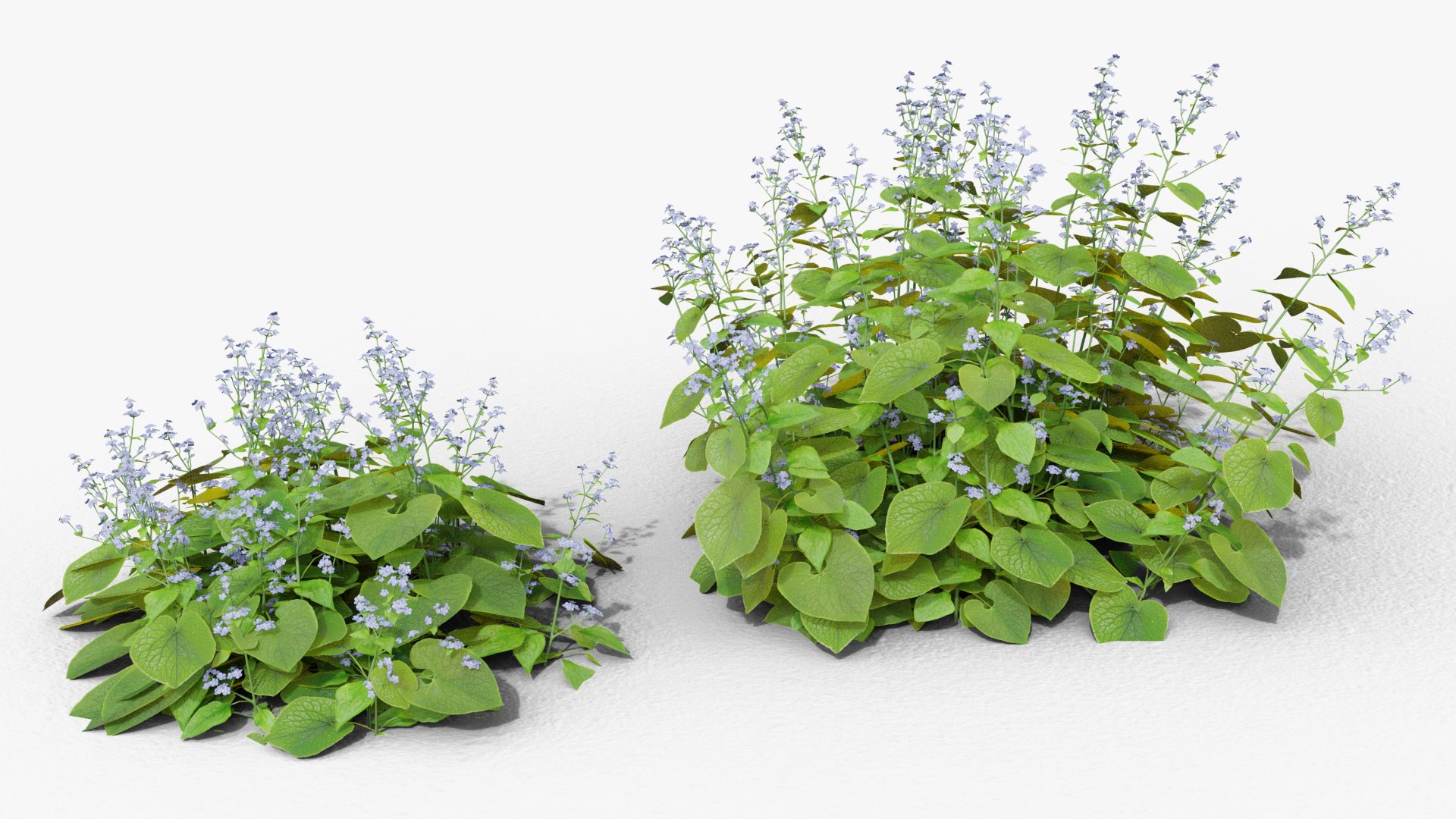 3D Brunnera Macrophylla Model - TurboSquid 1986843