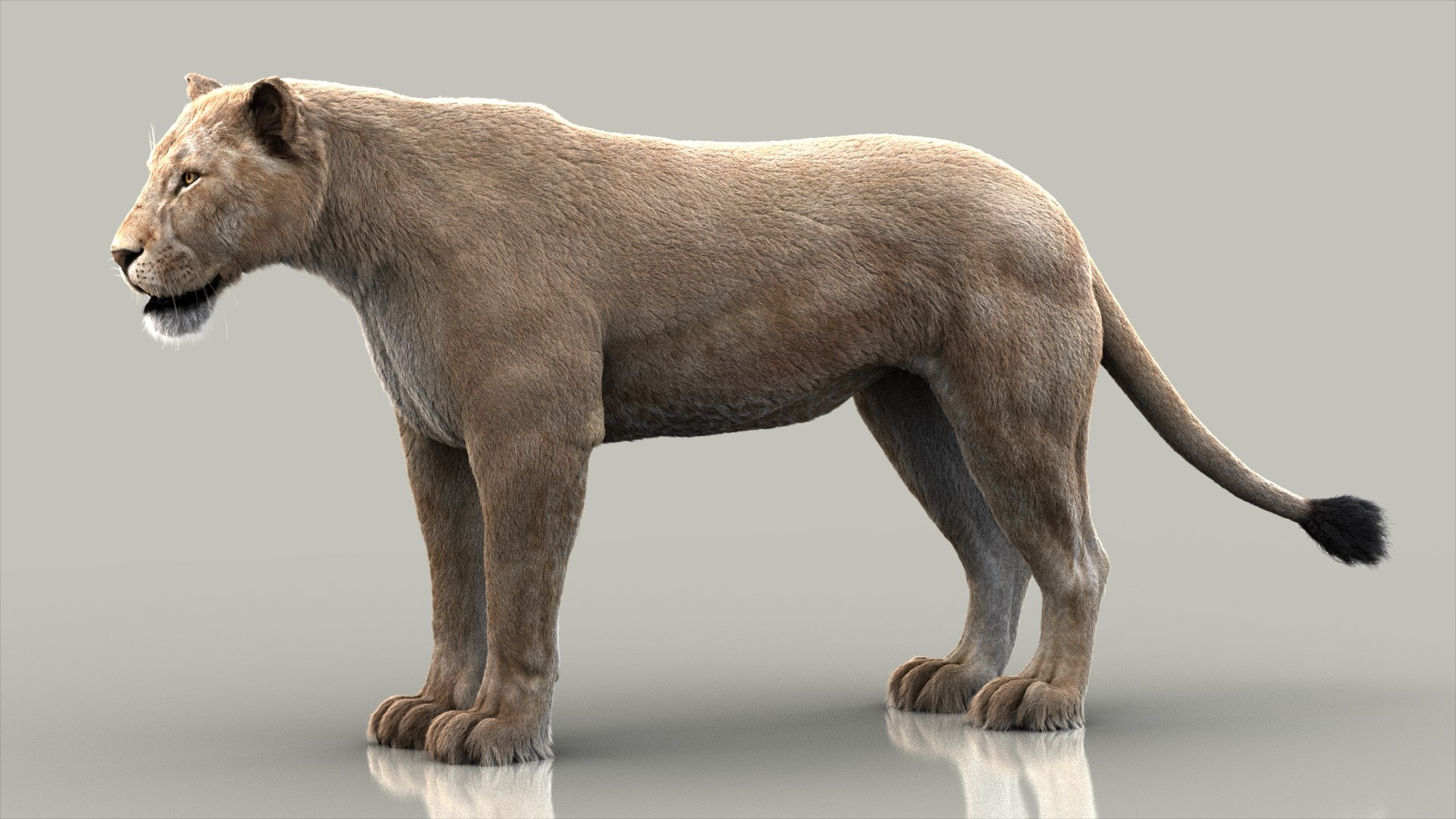 3D Model Lioness Rigged 3 Fur - TurboSquid 1466674