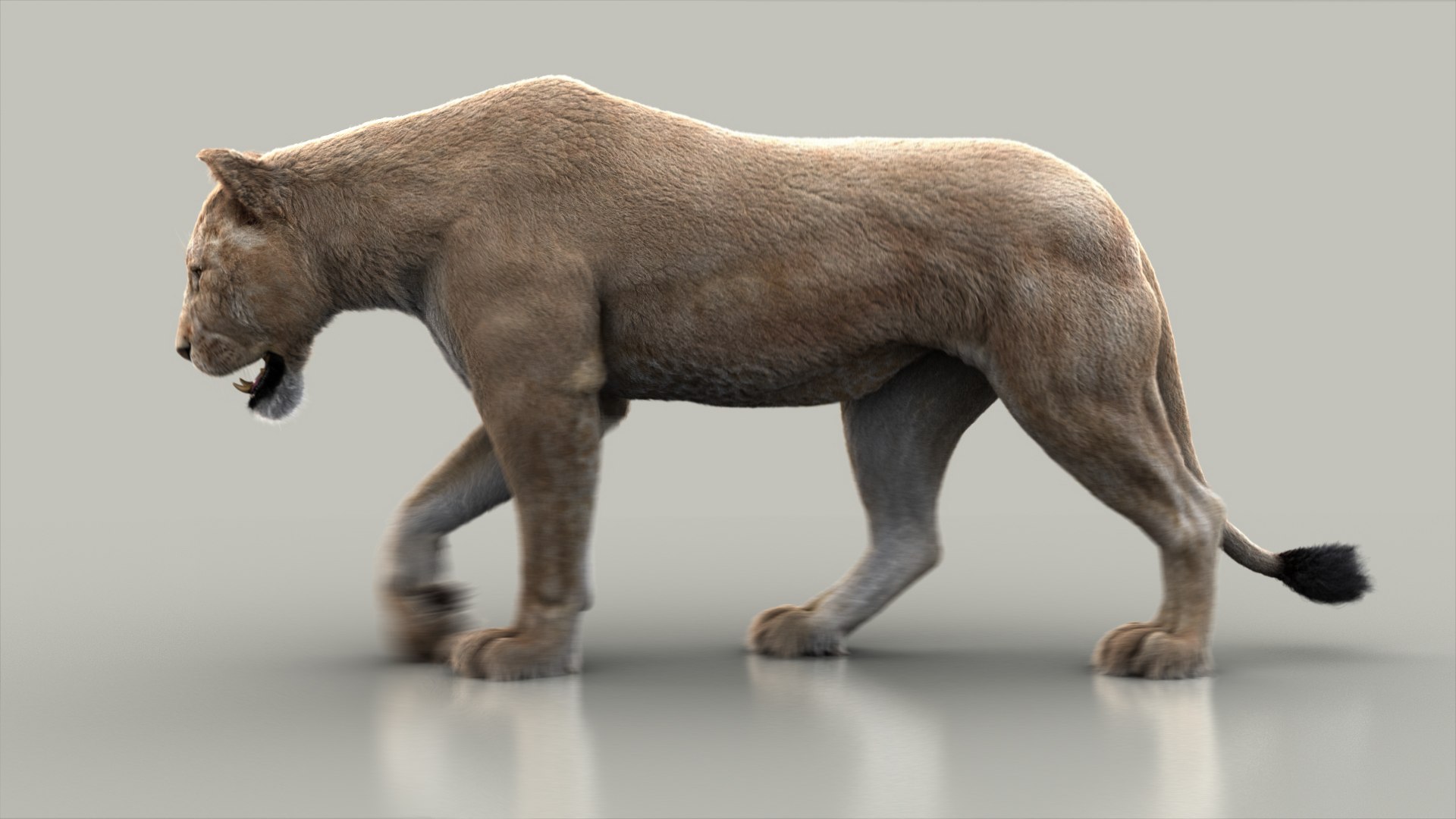 3D Model Lioness Rigged 3 Fur - TurboSquid 1466674