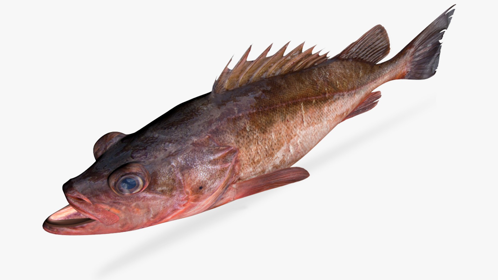 3D Bocaccio Fish Model - TurboSquid 1378113