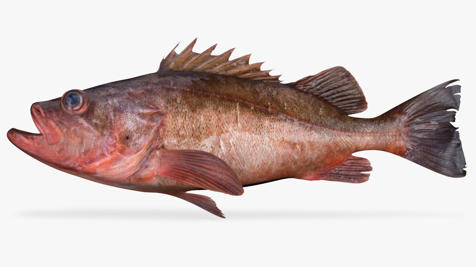 3D Bocaccio Fish Model - TurboSquid 1378113