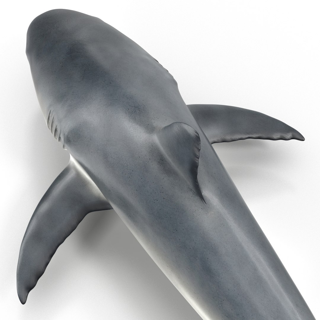 caribbean reef shark rigged ma