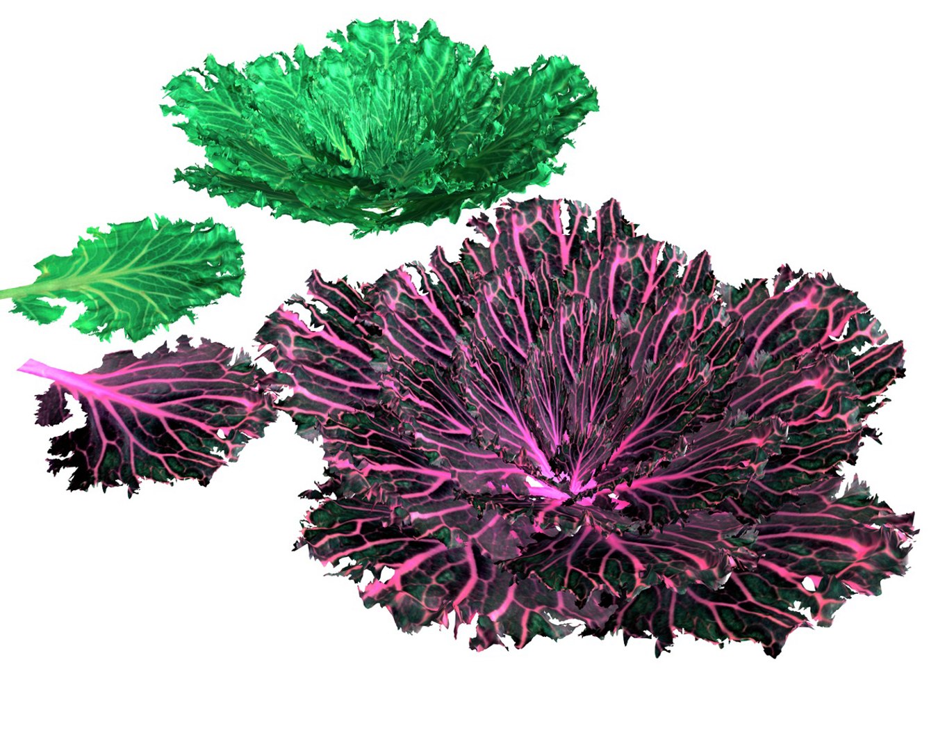 3D Model Kale - TurboSquid 1544536