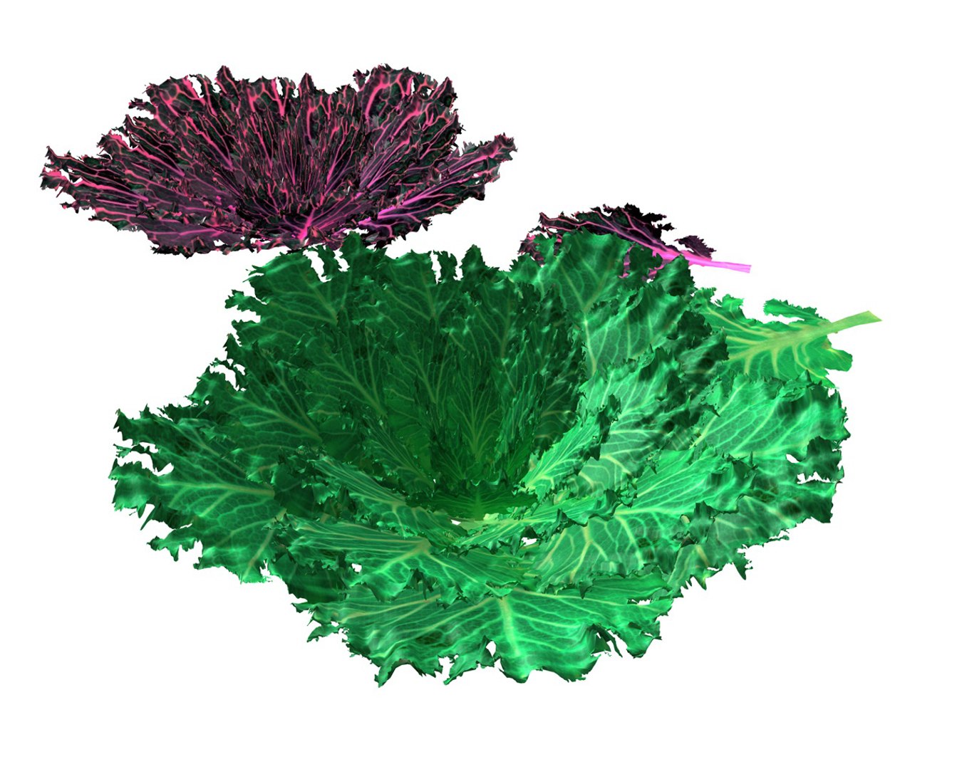 3D Model Kale - TurboSquid 1544536