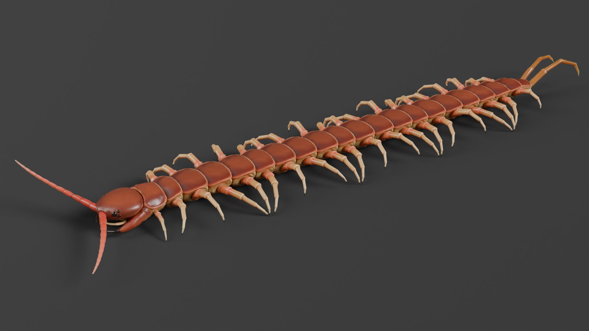 Centipede Rig For Blender And Maya 3D Model - TurboSquid 2228719