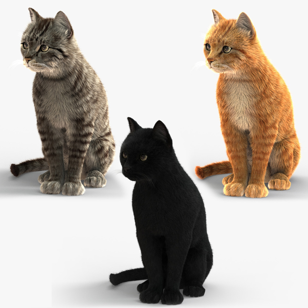 3D cats fur animation model - TurboSquid 1328362