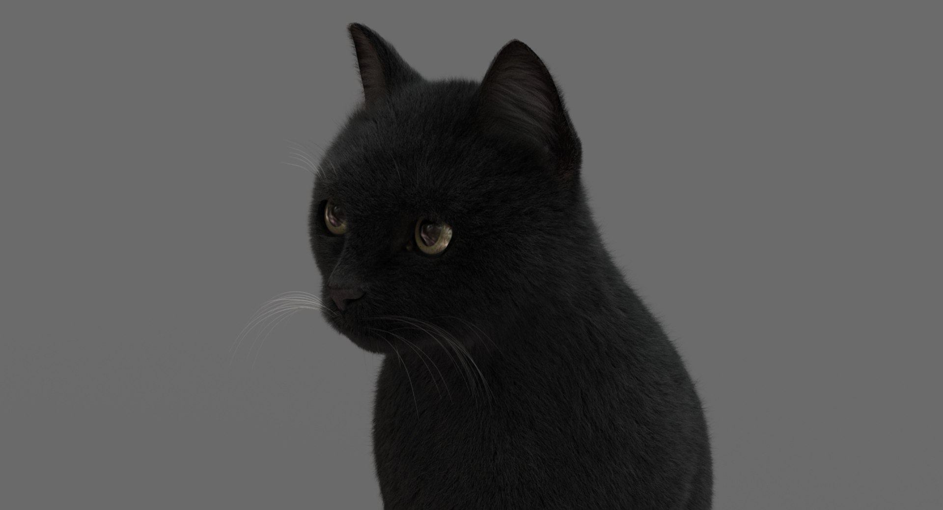 3D cats fur animation model - TurboSquid 1328362
