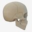 Realistic Human Skull 3d Model