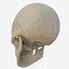 Realistic Human Skull 3d Model