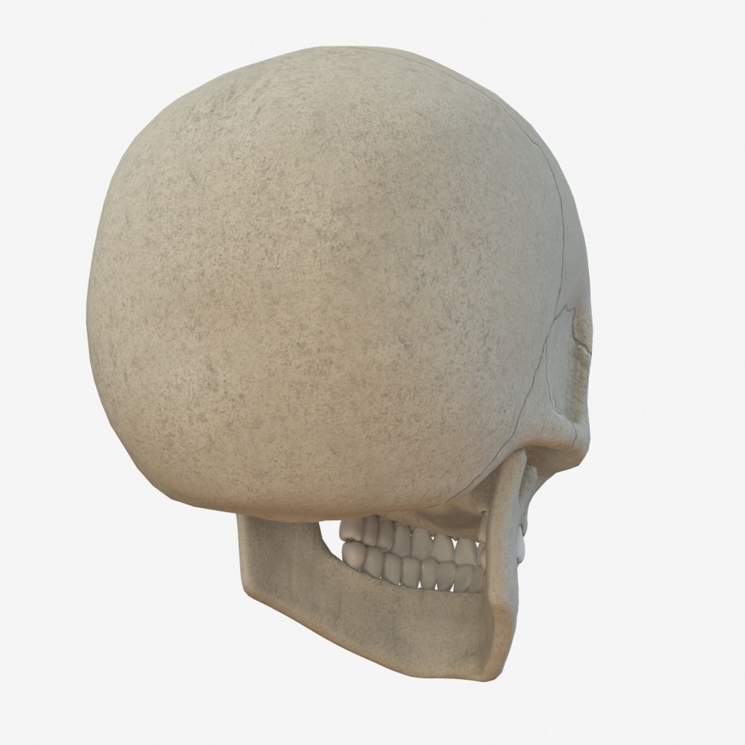 Realistic Human Skull 3d Model