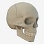 Realistic Human Skull 3d Model