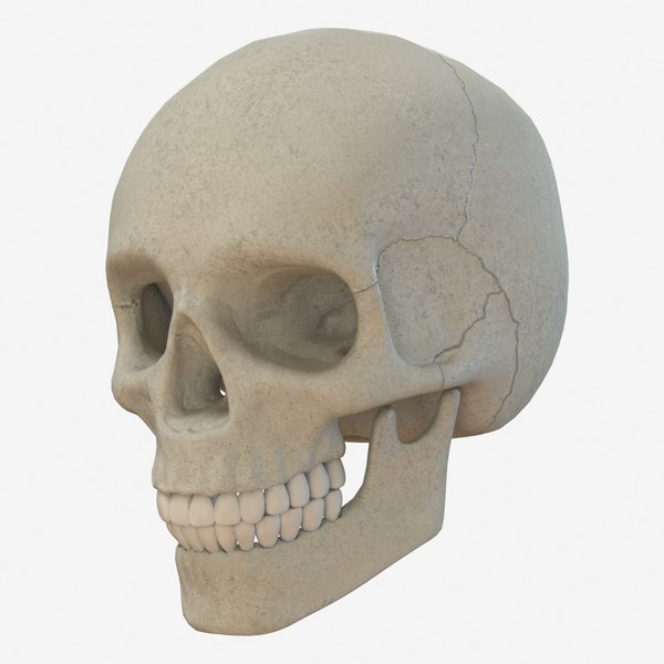 realistic human skull 3d model