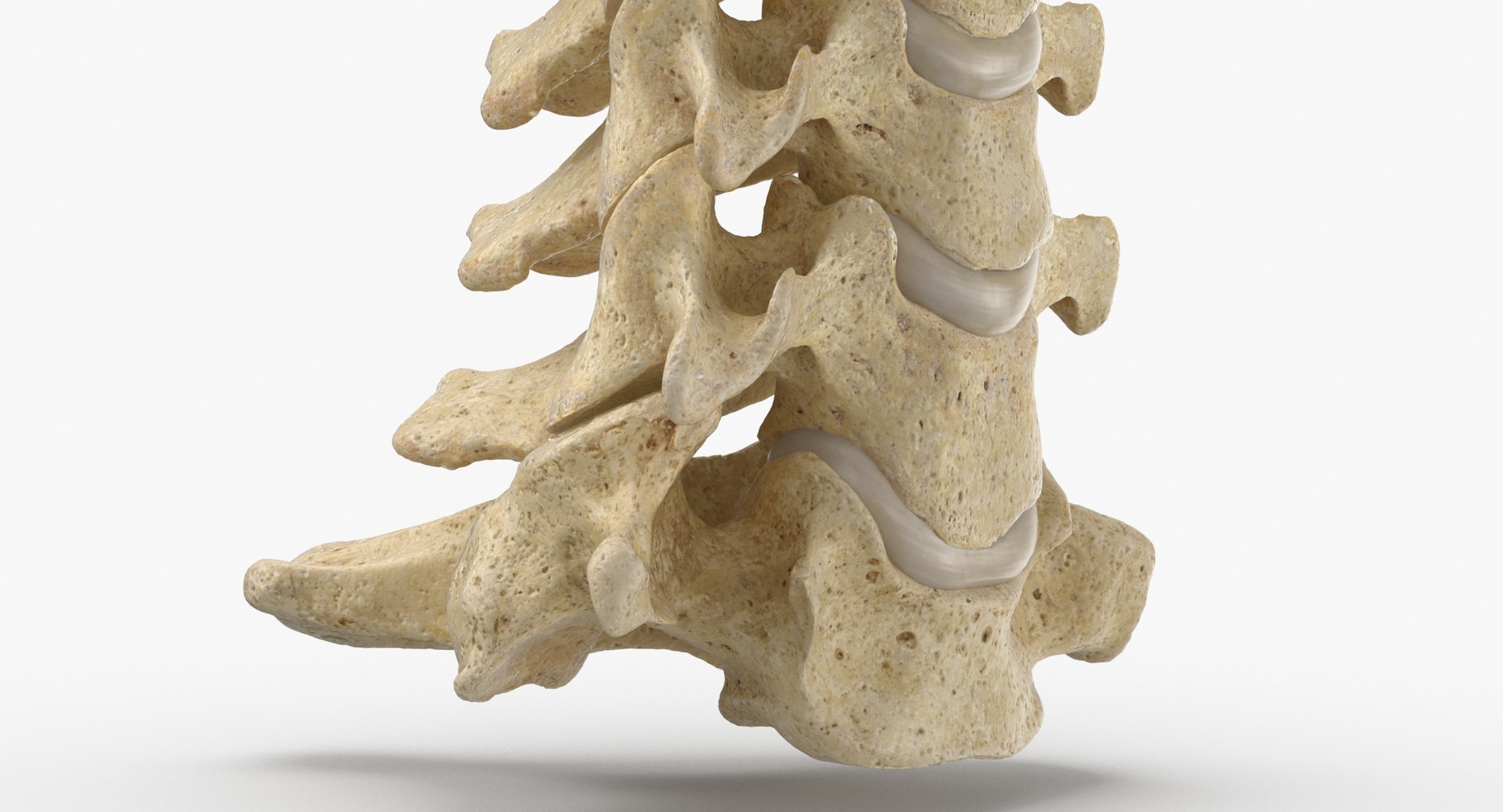 Human Neck Cervical Vertebrae C1 To C7 Bones Collection 03 - 2 Models ...