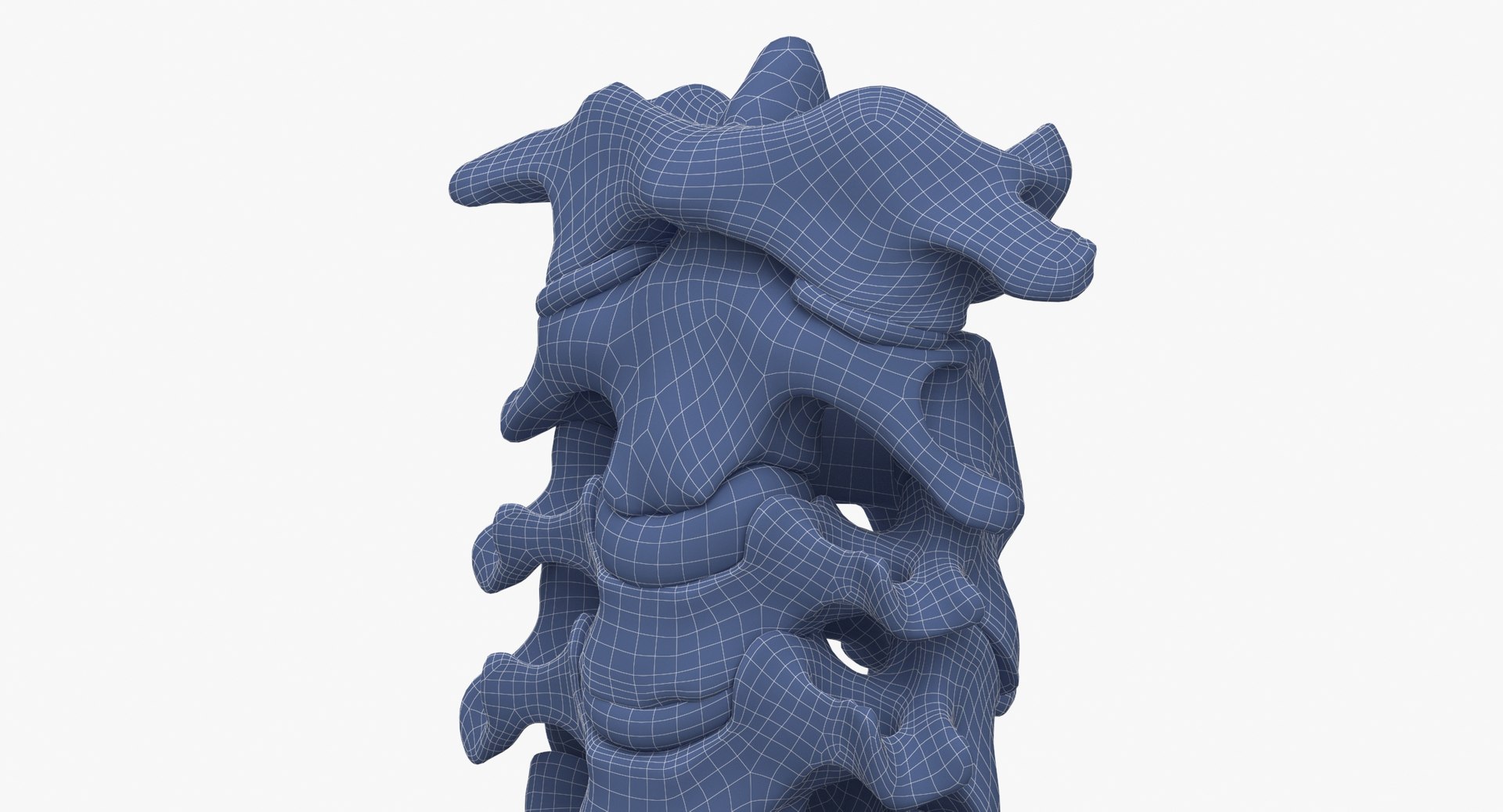 Human Neck Cervical Vertebrae C1 to C7 Bones Collection 03 - 2 models ...