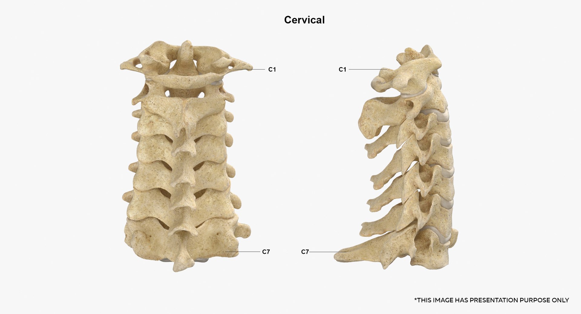 Human Neck Cervical Vertebrae C1 To C7 Bones Collection 03 - 2 Models ...