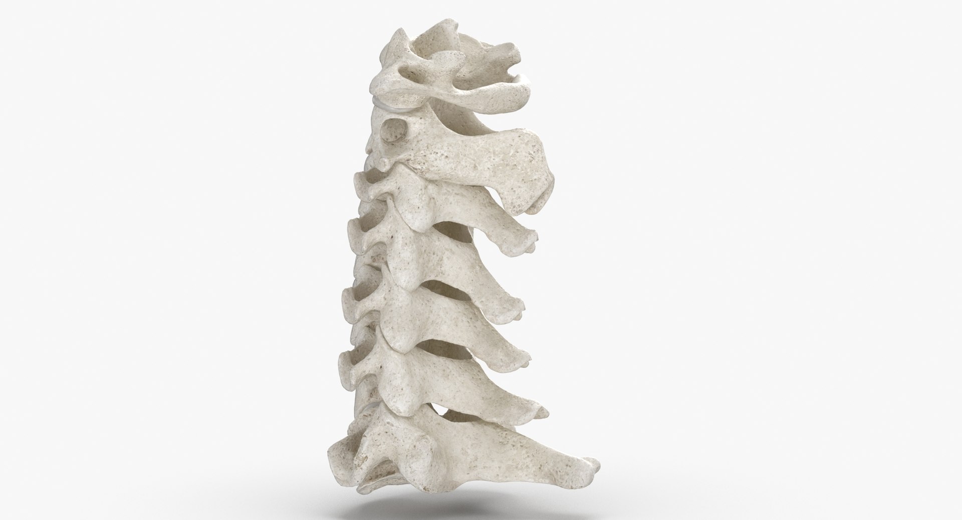 Human Neck Cervical Vertebrae C1 to C7 Bones Collection 03 - 2 models ...