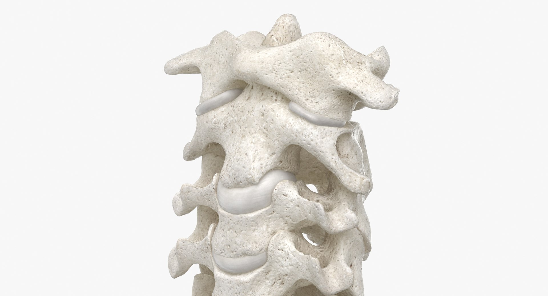 Human Neck Cervical Vertebrae C1 to C7 Bones Collection 03 - 2 models ...