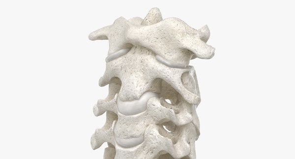 Human Neck Cervical Vertebrae C1 to C7 Bones Collection 03 - 2 models3D ...