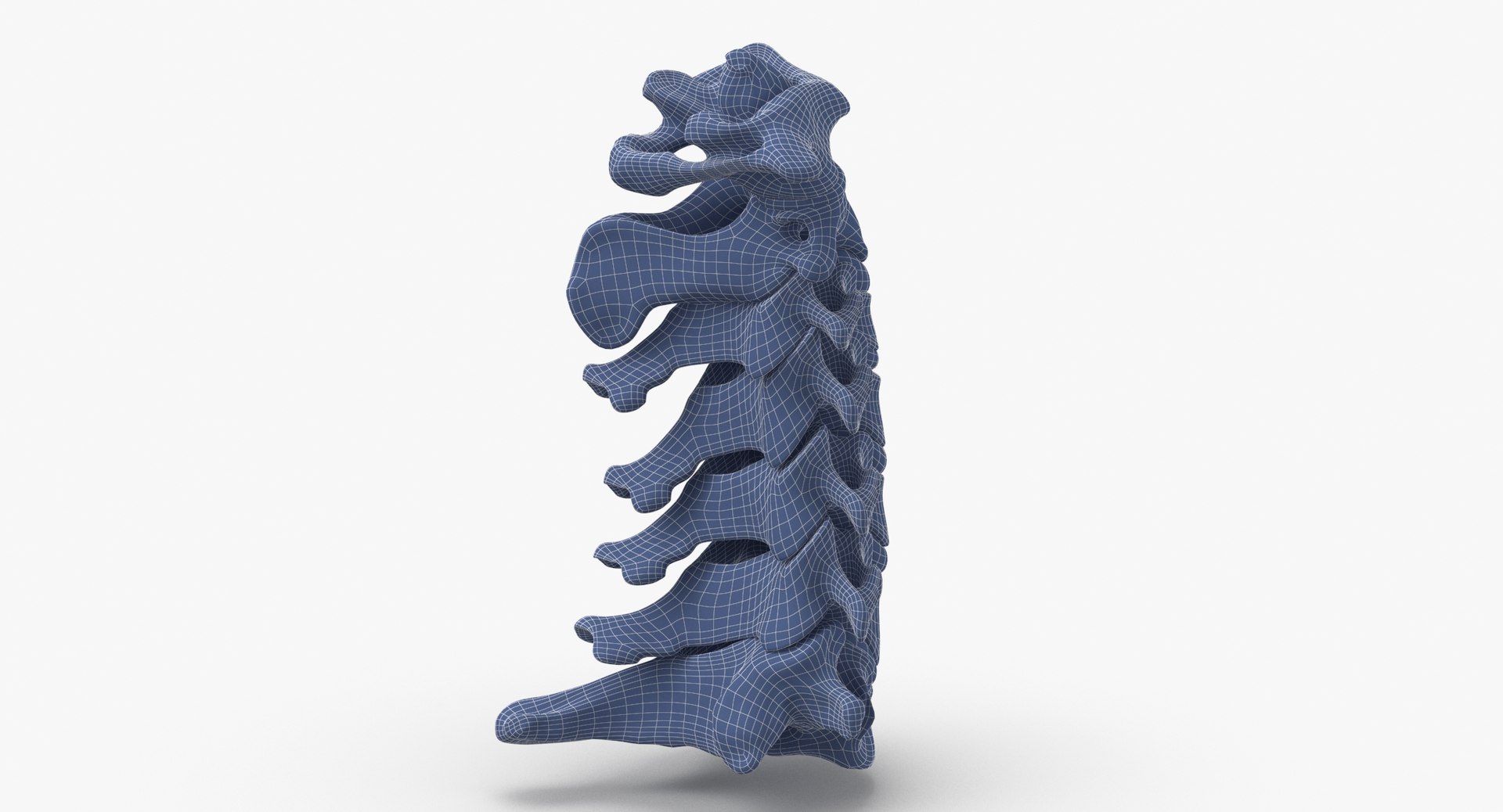 Human Neck Cervical Vertebrae C1 to C7 Bones Collection 03 - 2 models ...