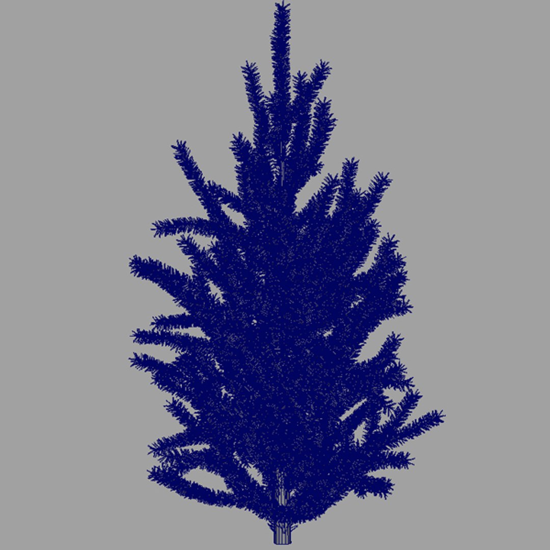 Maya Pine Tree