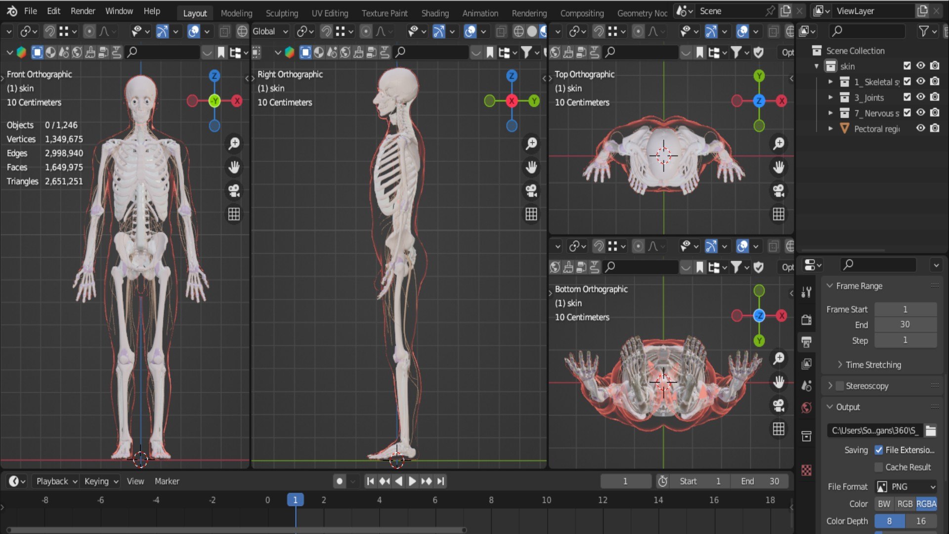 Complete Homan Body Anatomy Skeletal Skeleton Muscle Cardiovascular ...