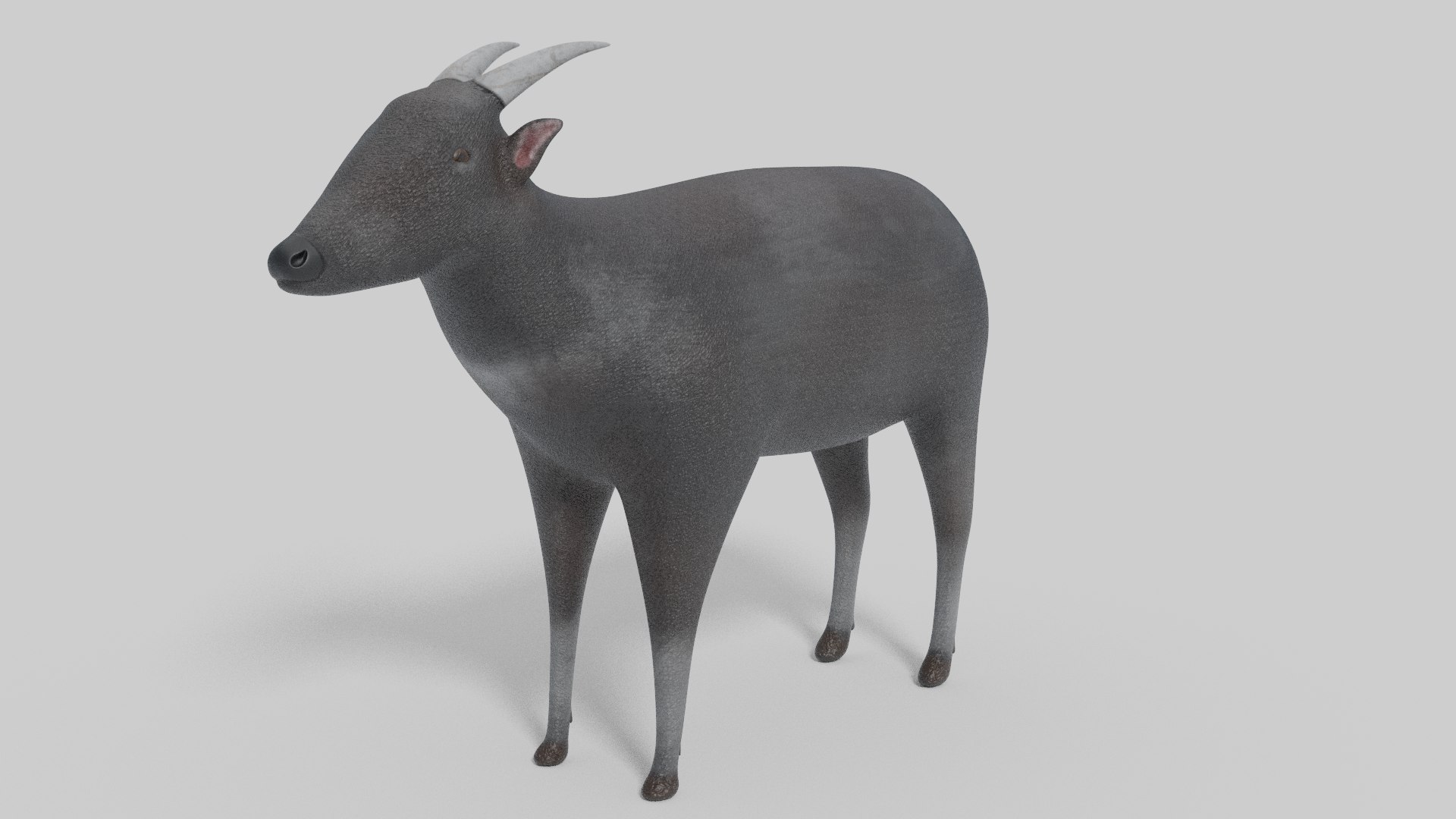 3D Anoa Model 3D - TurboSquid 1905172