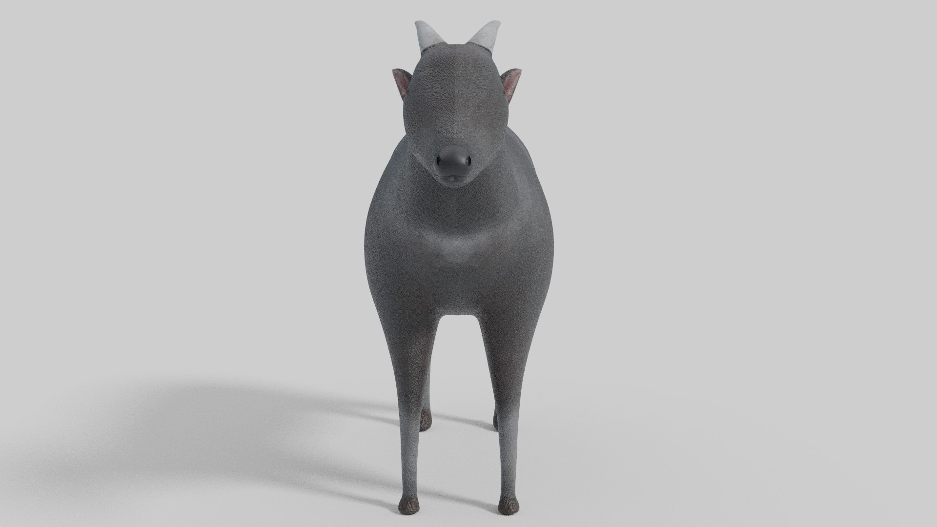 3D Anoa Model 3D - TurboSquid 1905172
