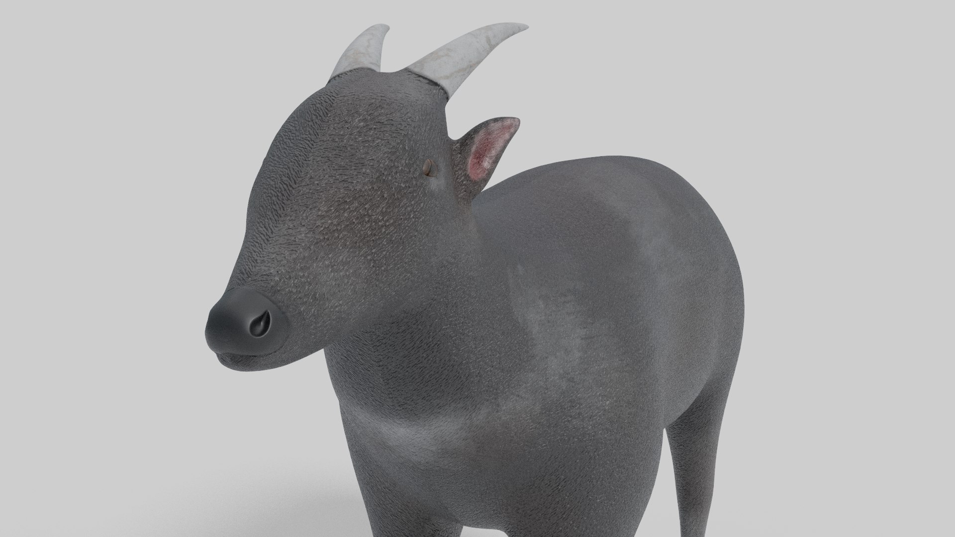3D Anoa Model 3D - TurboSquid 1905172
