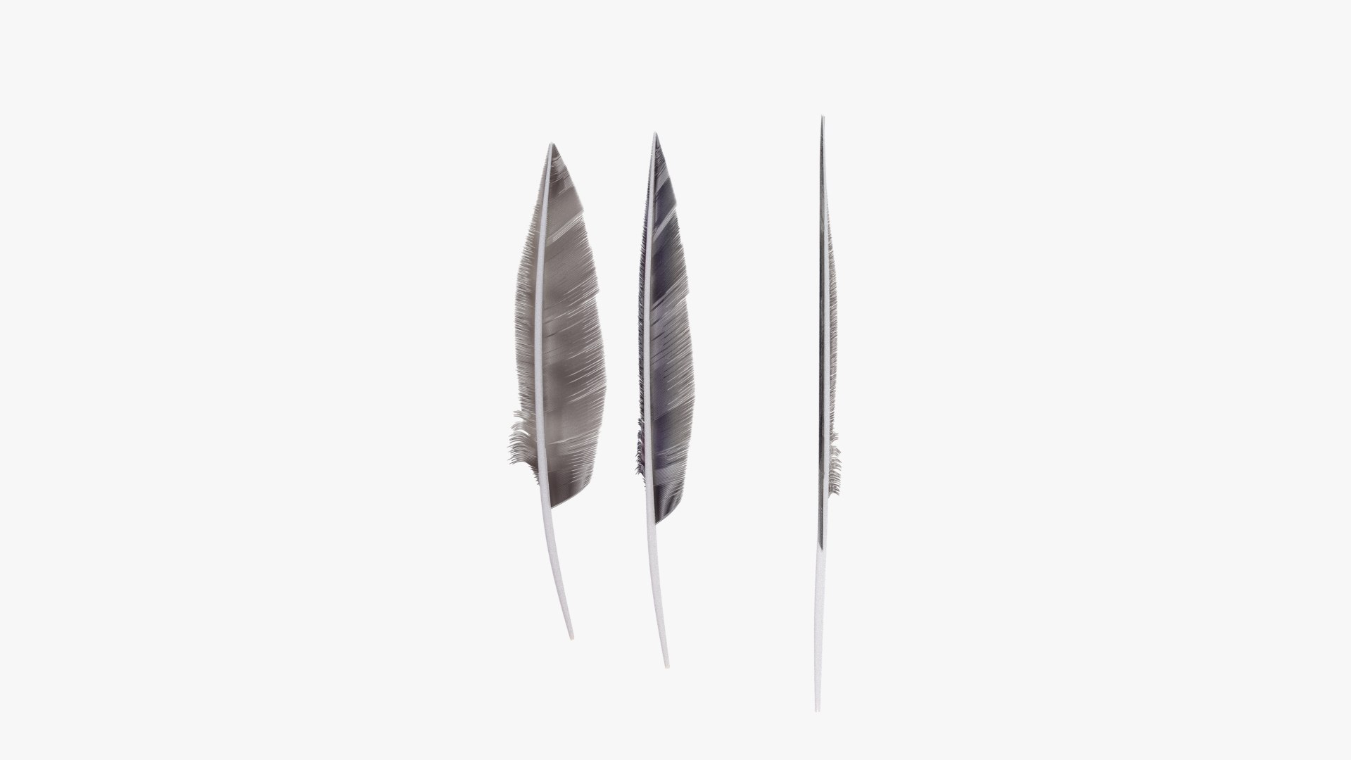 3D Model Goose Wing Feather - TurboSquid 2241720