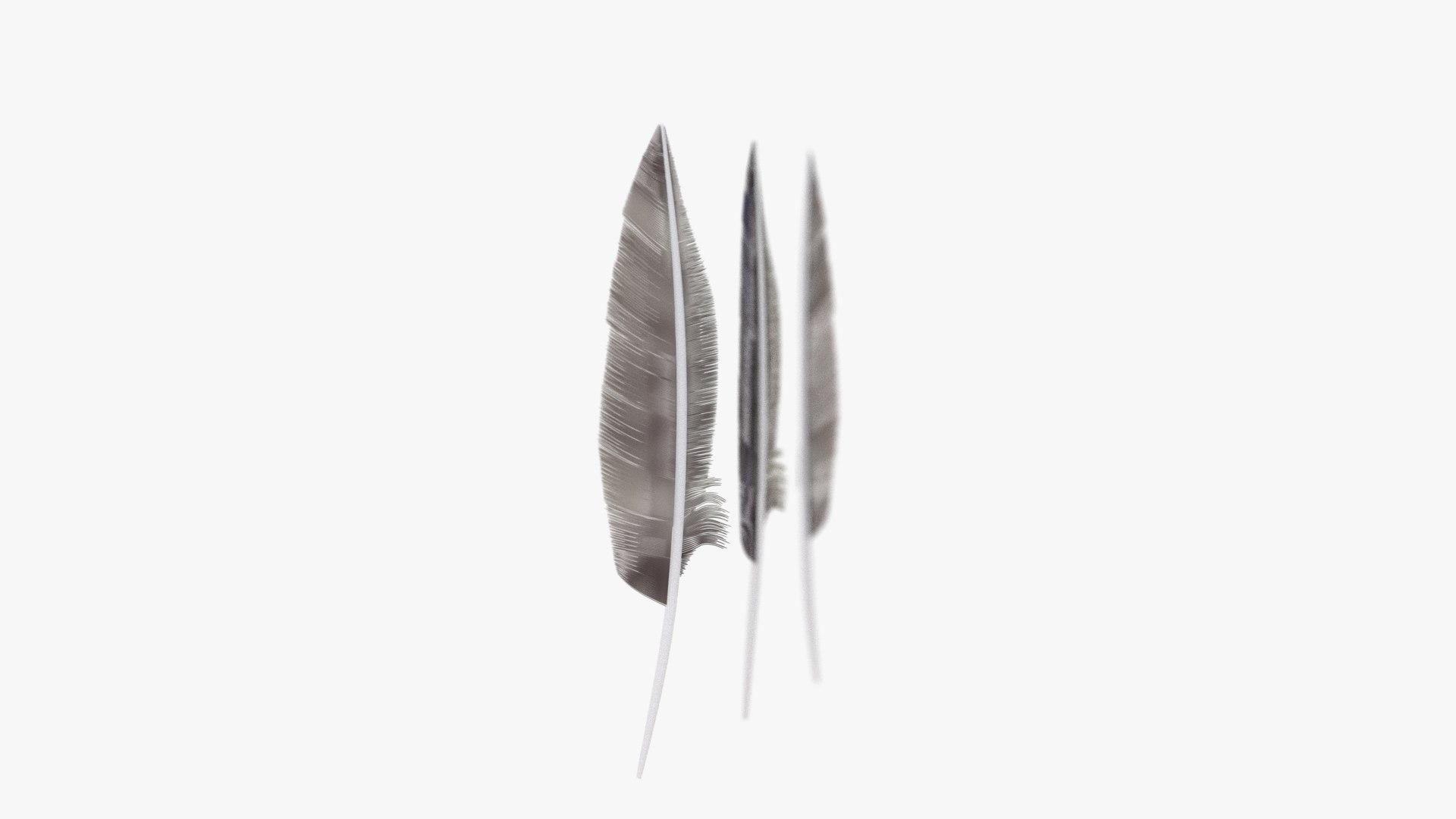 3D Model Goose Wing Feather - TurboSquid 2241720