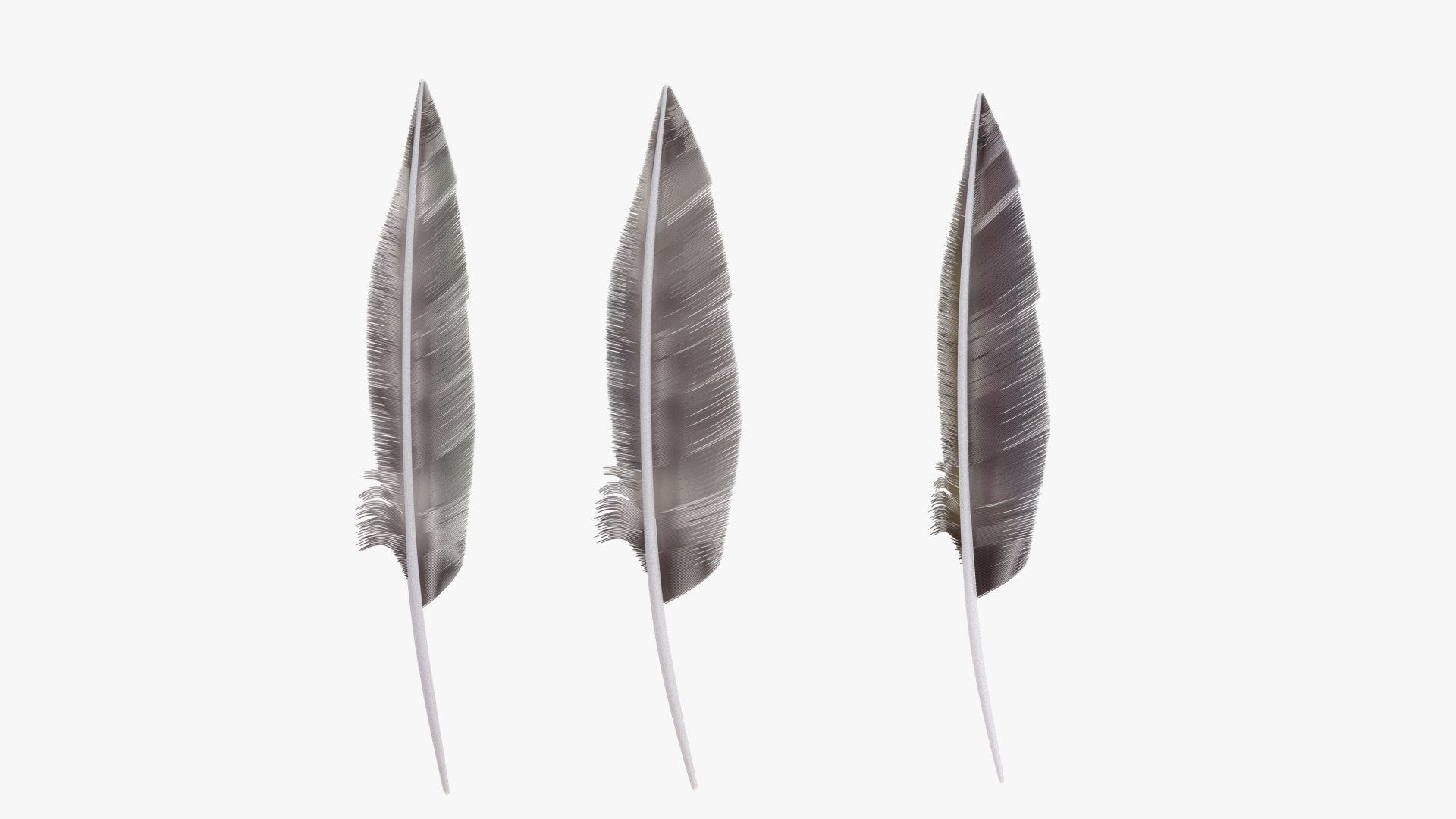 3D Model Goose Wing Feather - TurboSquid 2241720