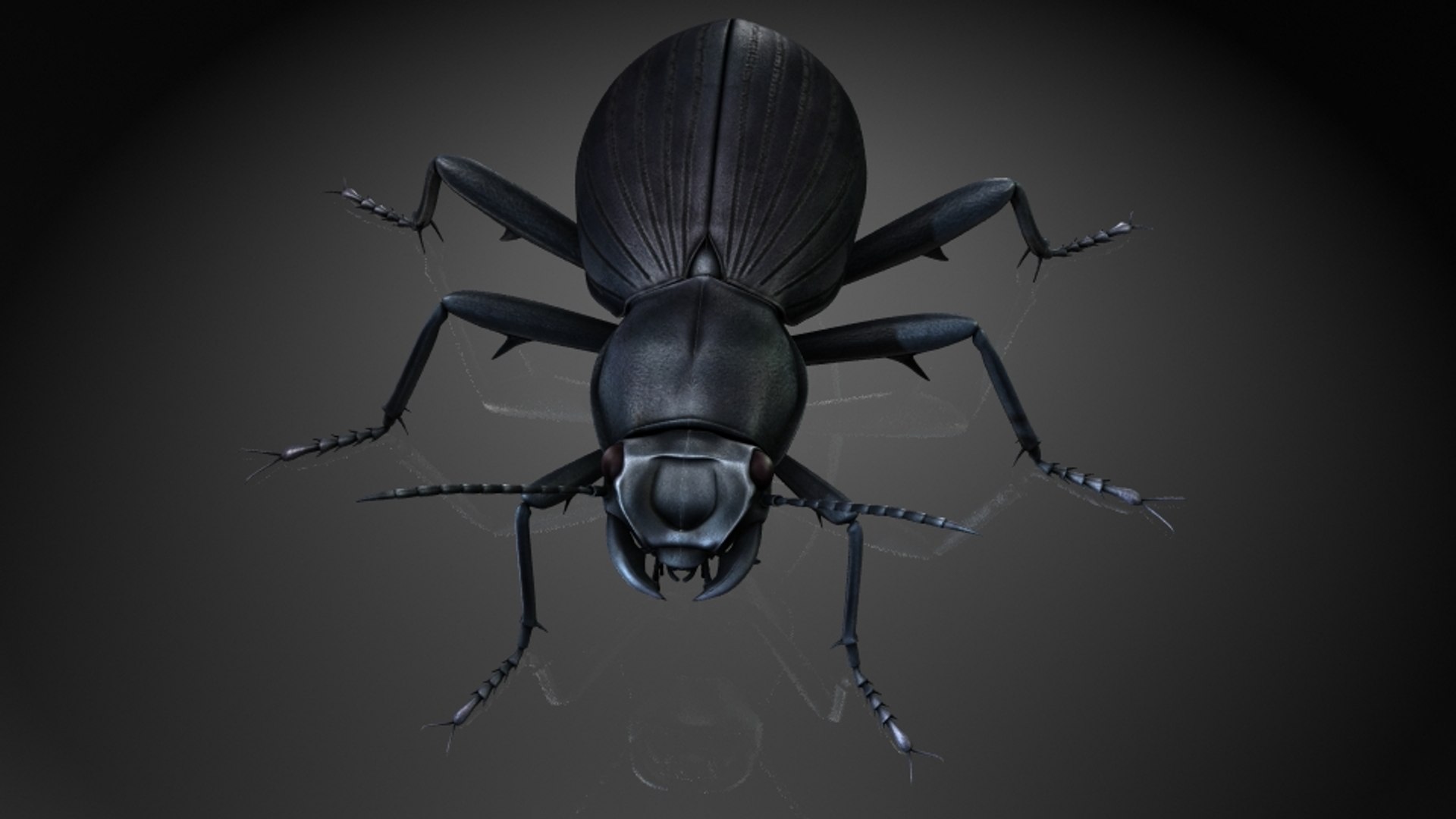Insect 3D model - TurboSquid 1214941