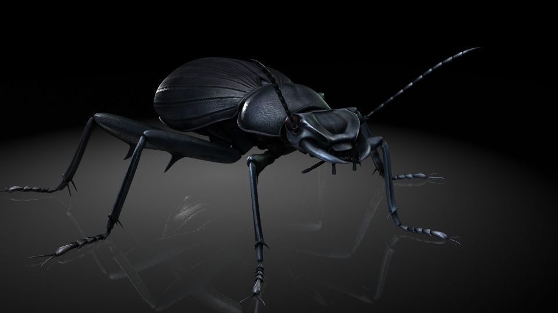 Insect 3D model - TurboSquid 1214941