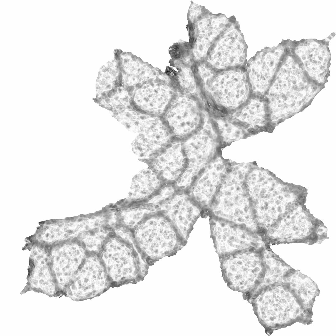3d Lysosome Lipofuscin Proteins Aggregate Model