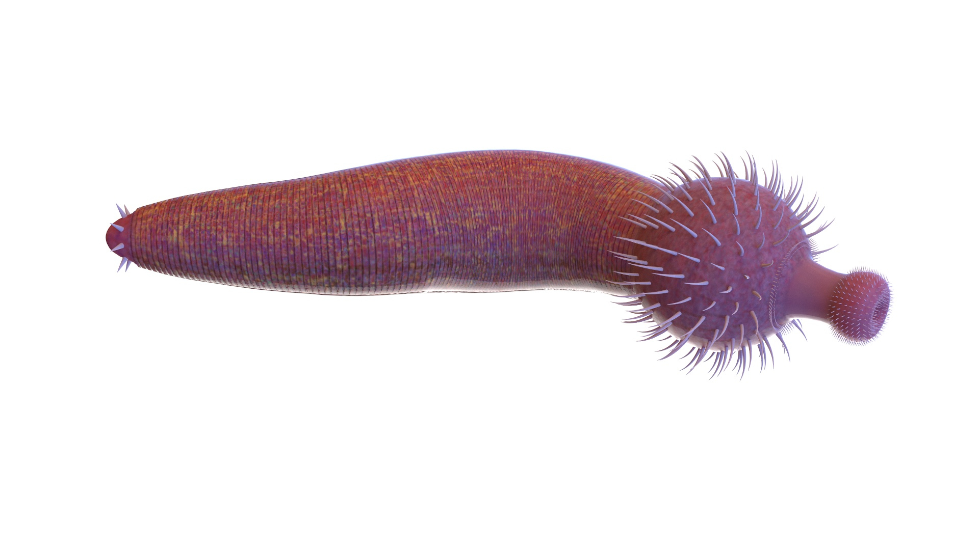 Ottoia Static 3D Model - TurboSquid 1780153