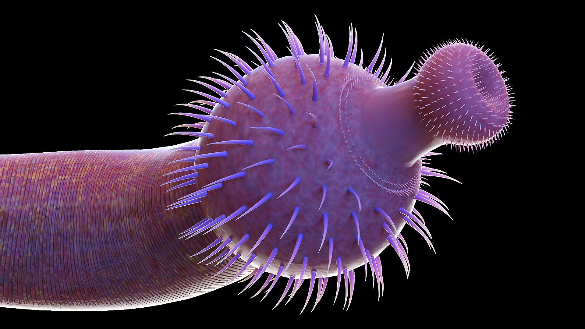 Ottoia Static 3D Model - TurboSquid 1780153