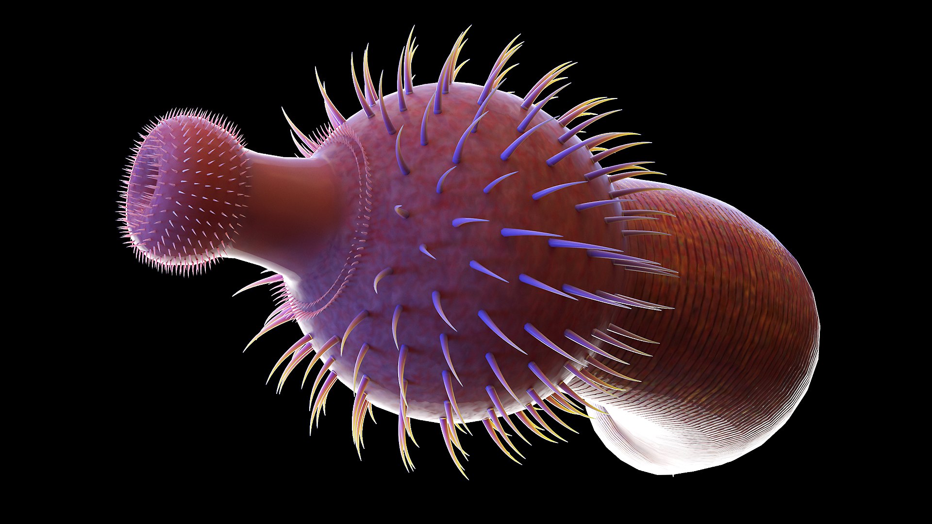 Ottoia Static 3D Model - TurboSquid 1780153