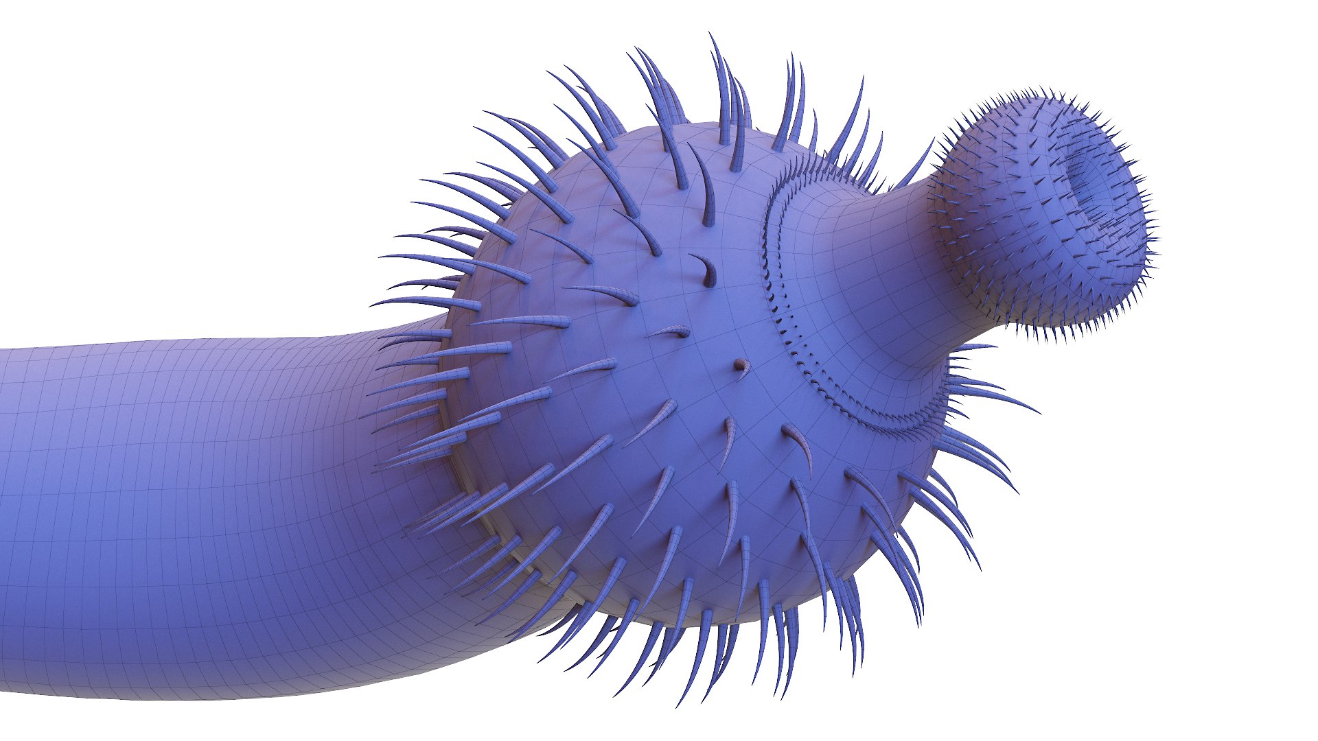 Ottoia Static 3D Model - TurboSquid 1780153