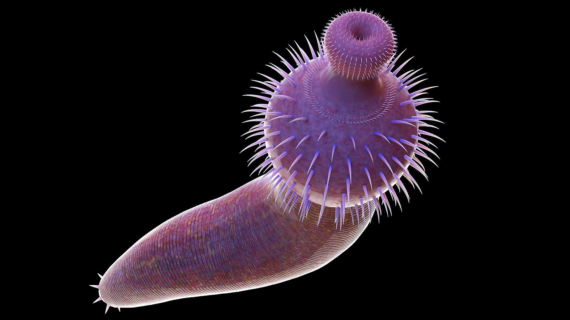 Ottoia Static 3D Model - TurboSquid 1780153