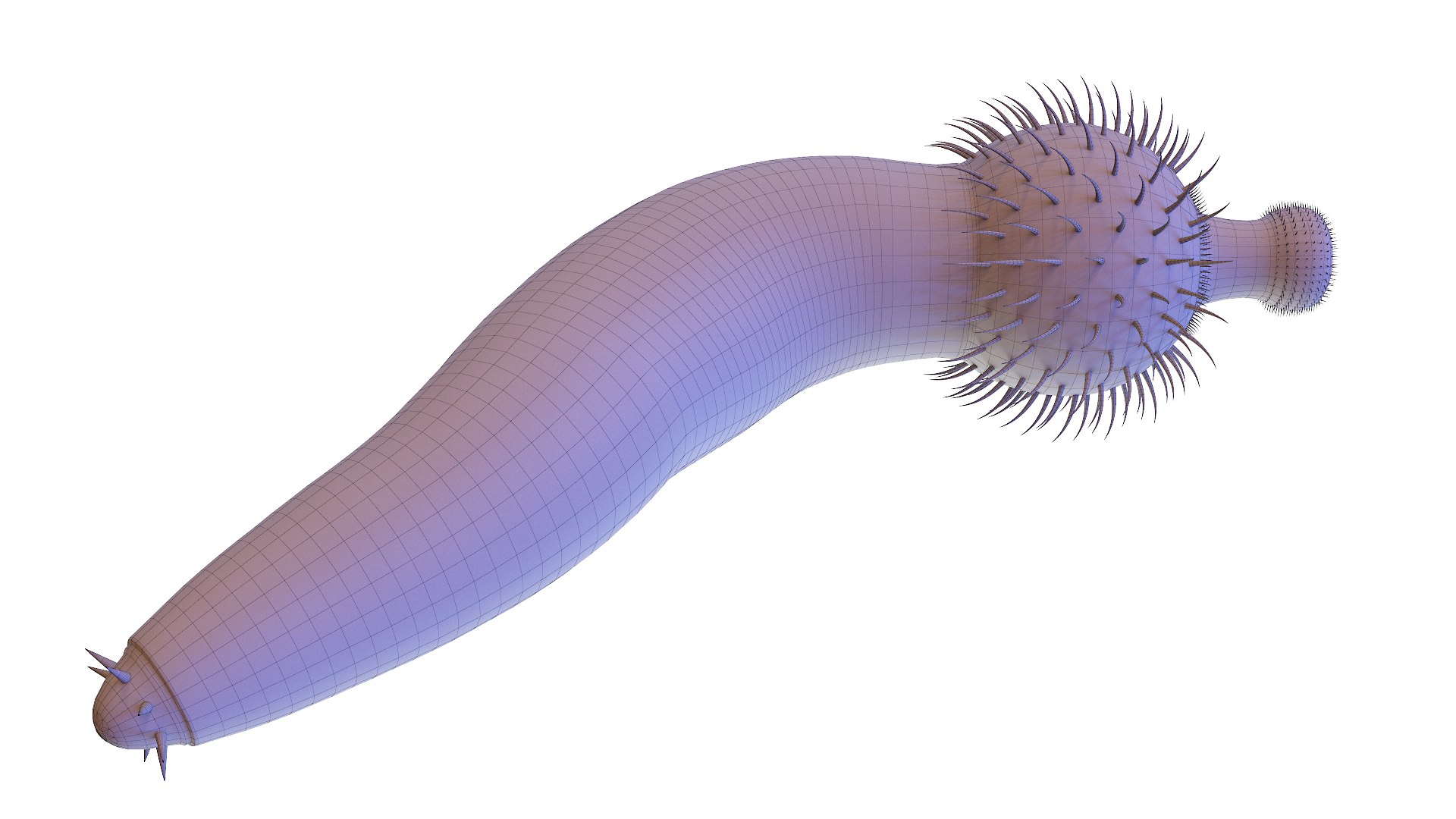 Ottoia Static 3D Model - TurboSquid 1780153