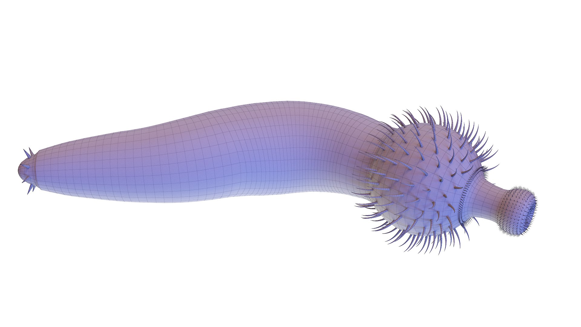 Ottoia Static 3D Model - TurboSquid 1780153