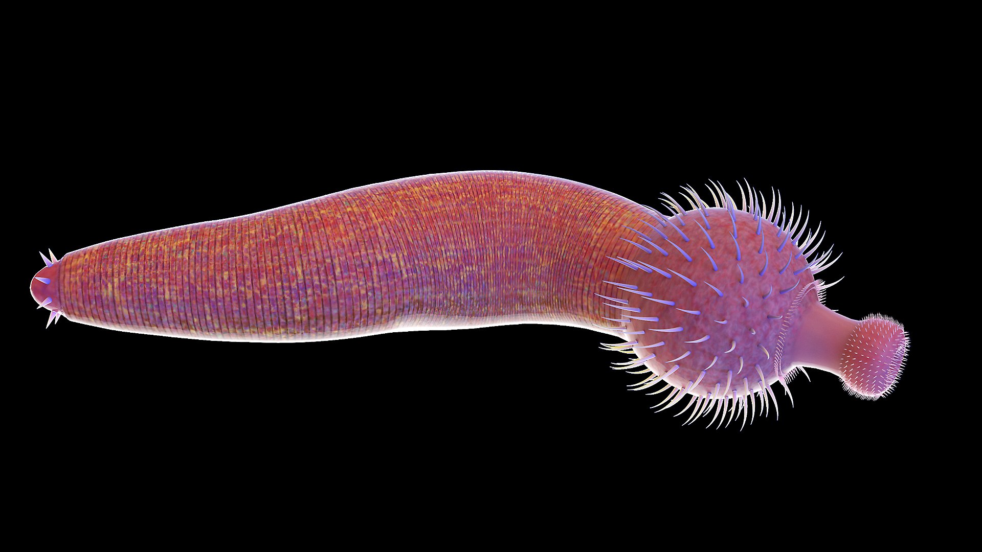 Ottoia Static 3D Model - TurboSquid 1780153