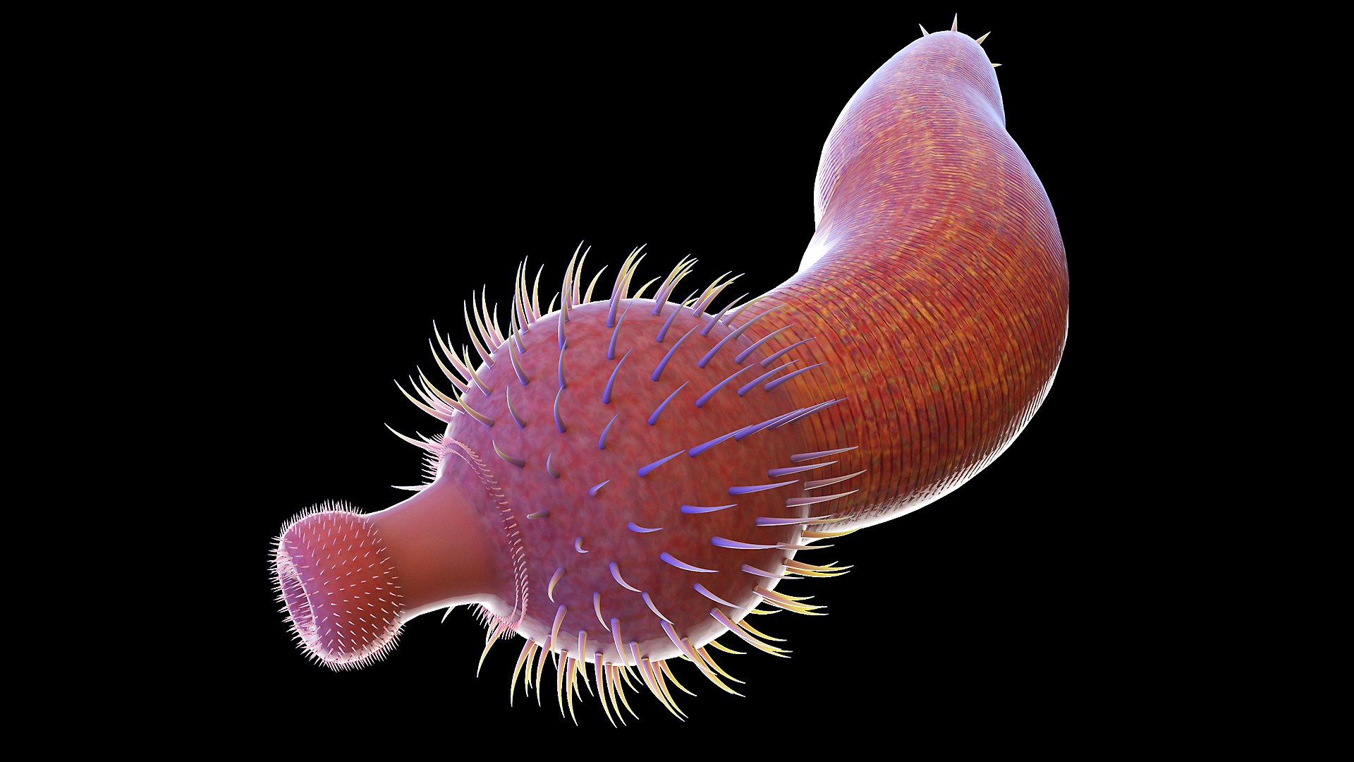 Ottoia Static 3D Model - TurboSquid 1780153