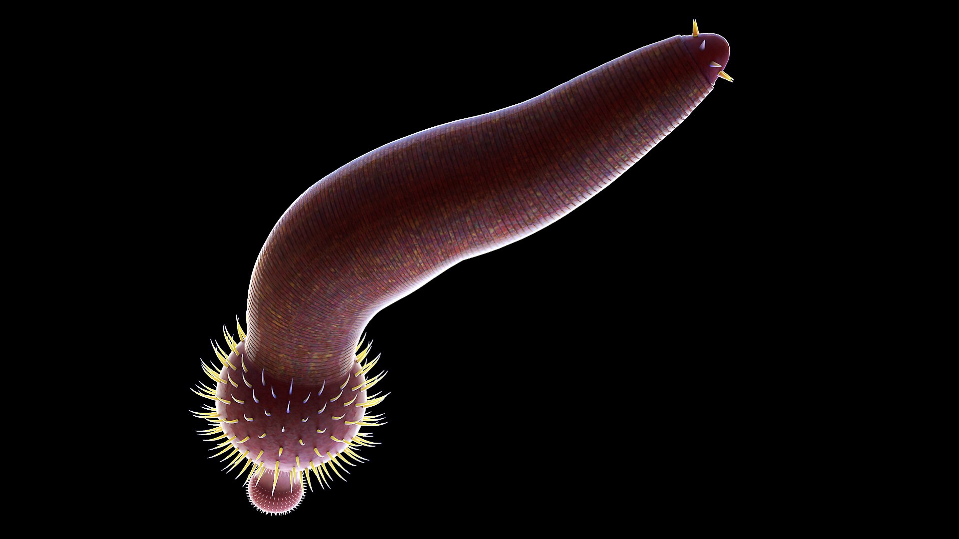 Ottoia Static 3D Model - TurboSquid 1780153