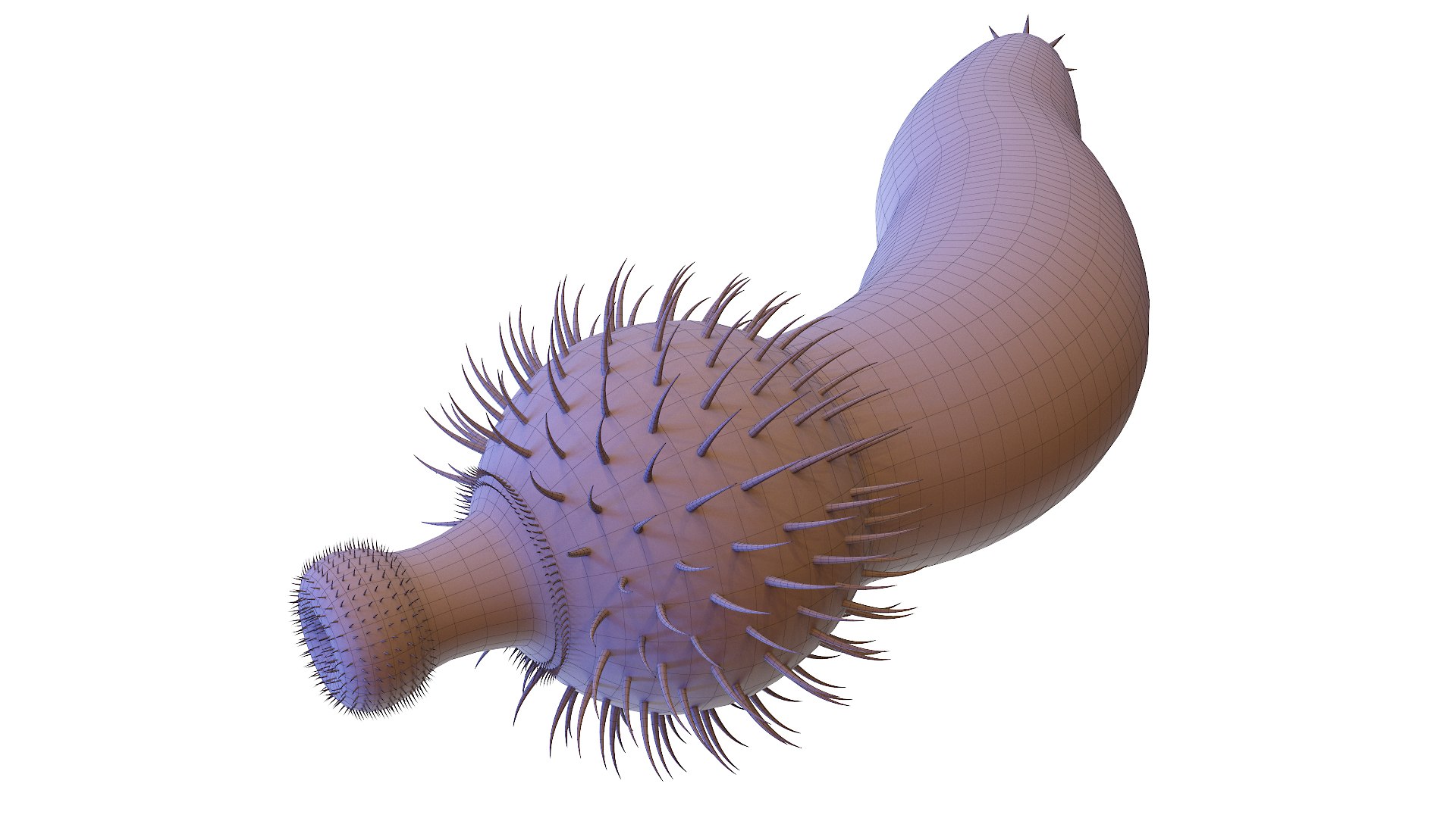 Ottoia Static 3D Model - TurboSquid 1780153