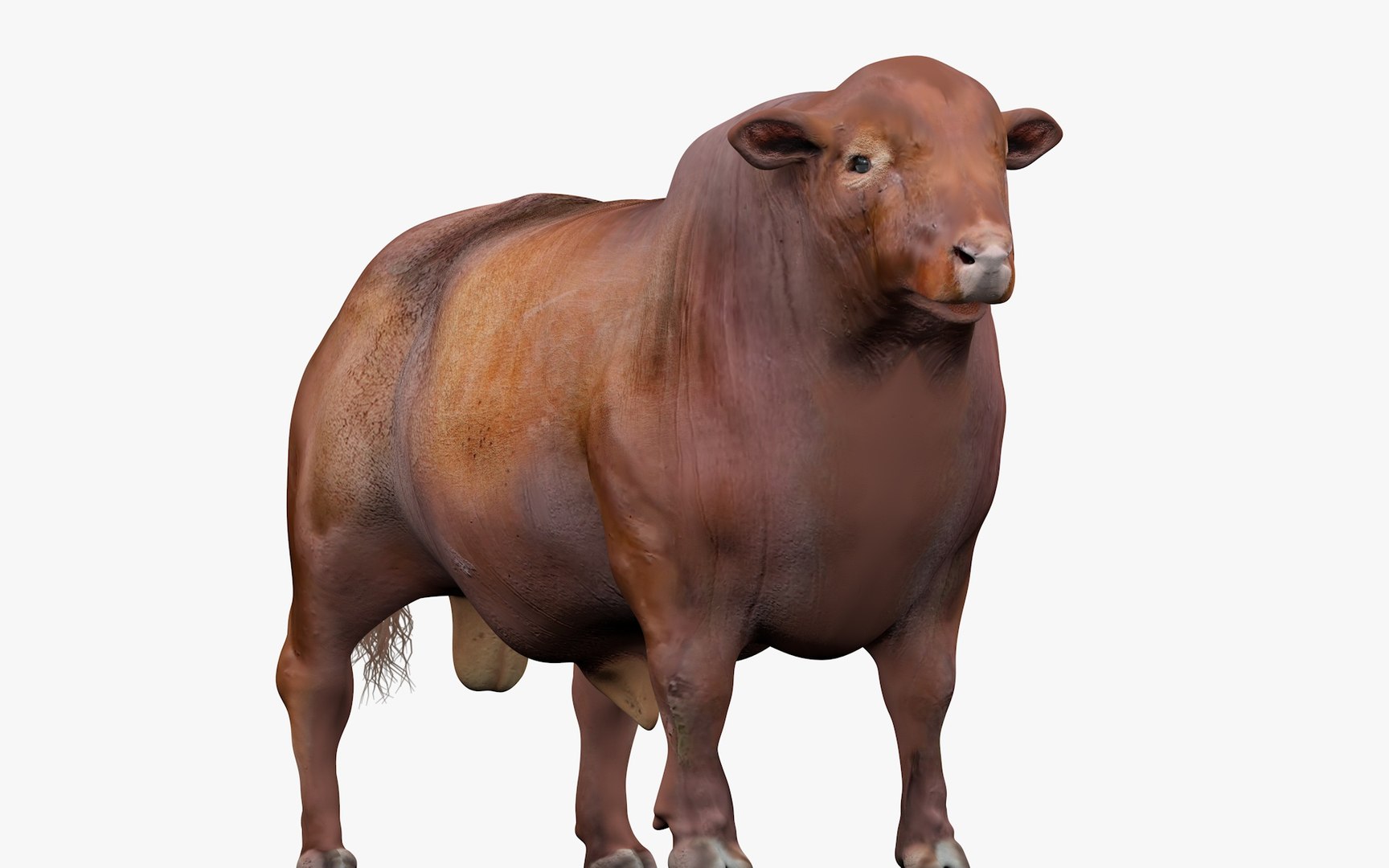 3D Model RED ANGUS Rigged L2057 - TurboSquid 2153496