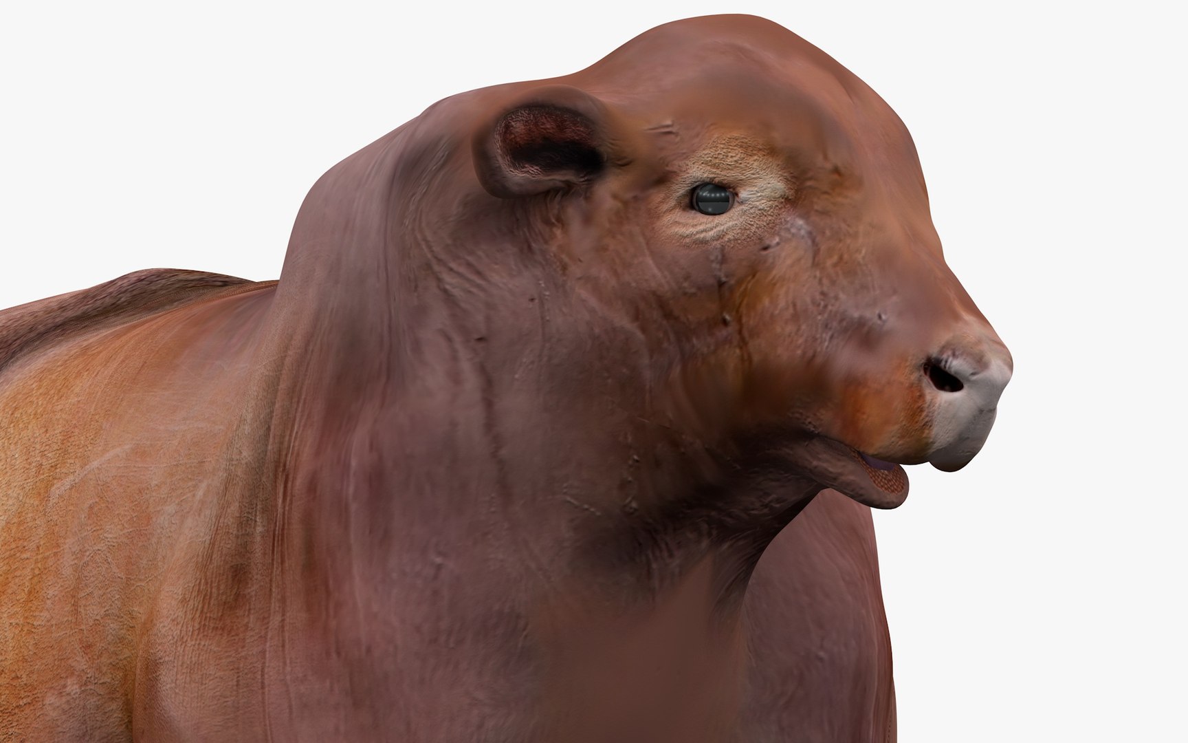 3D model RED ANGUS Rigged L2057 - TurboSquid 2153496